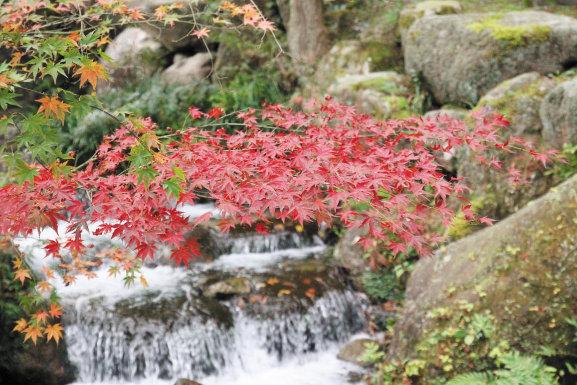 【2025】Your Guide to Fukuoka Prefecture's Best Fall Foliage Destinations ...