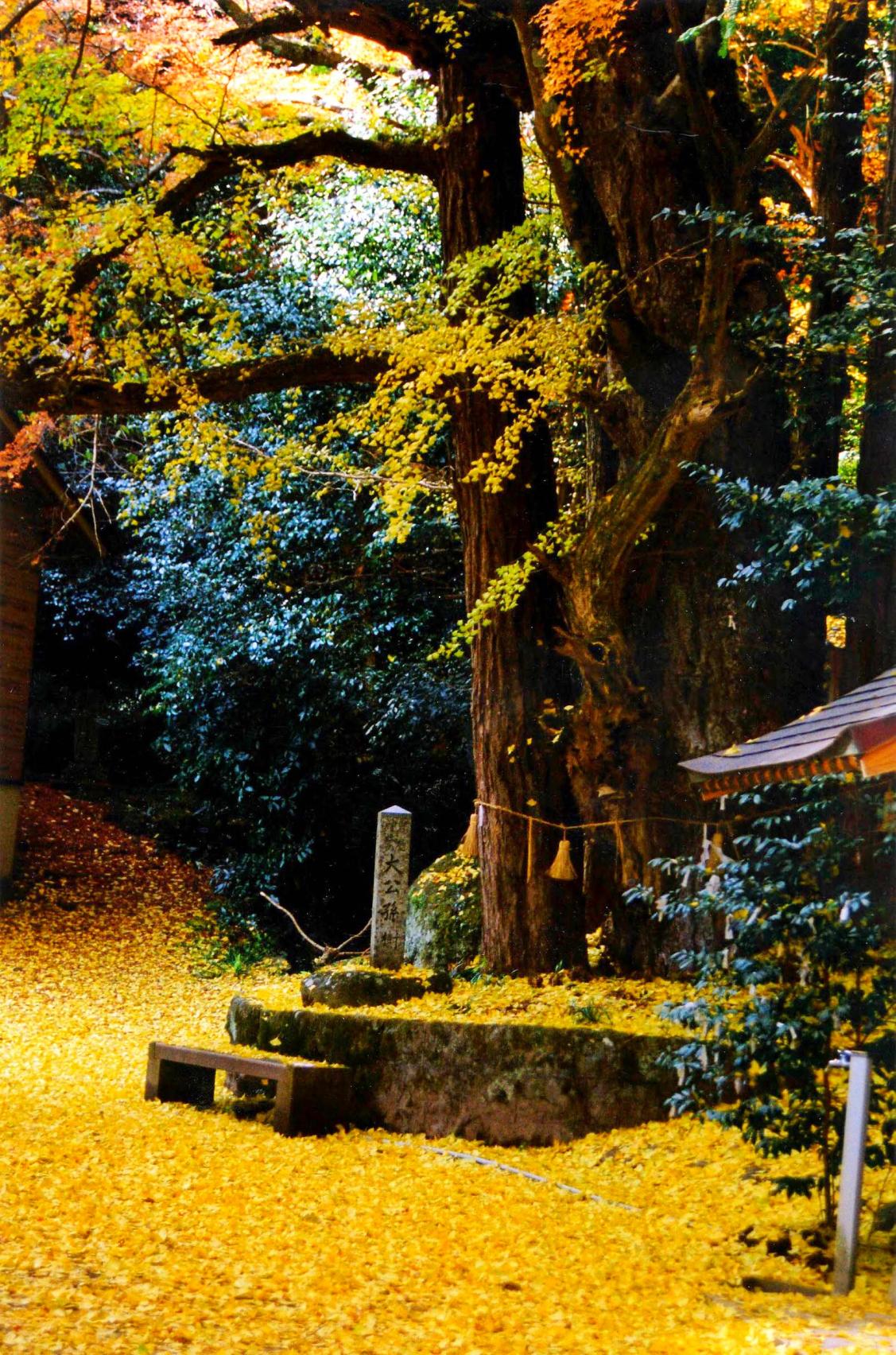 【2025】Your Guide to Fukuoka Prefecture's Best Fall Foliage Destinations ...