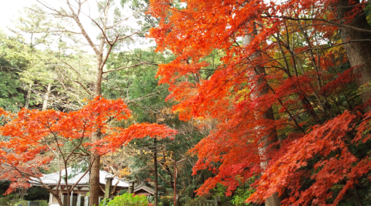 【2025】Your Guide to Fukuoka Prefecture's Best Fall Foliage Destinations ...