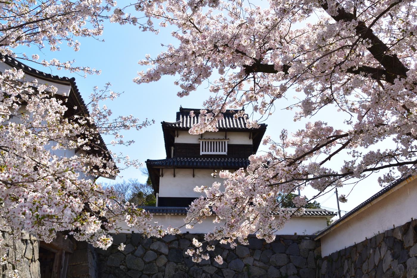 【2025】The Best Places to See Cherry Blossoms in Fukuoka | Highlights ...