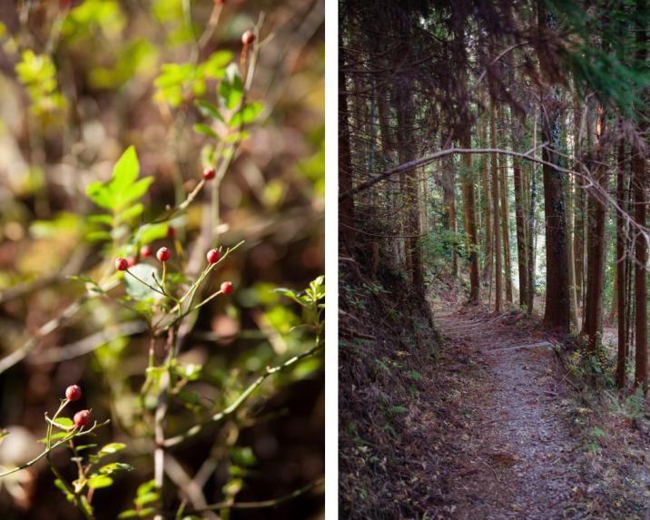 Ukiha, The Charming Spell Of The Countryside | Highlights | VISIT ...