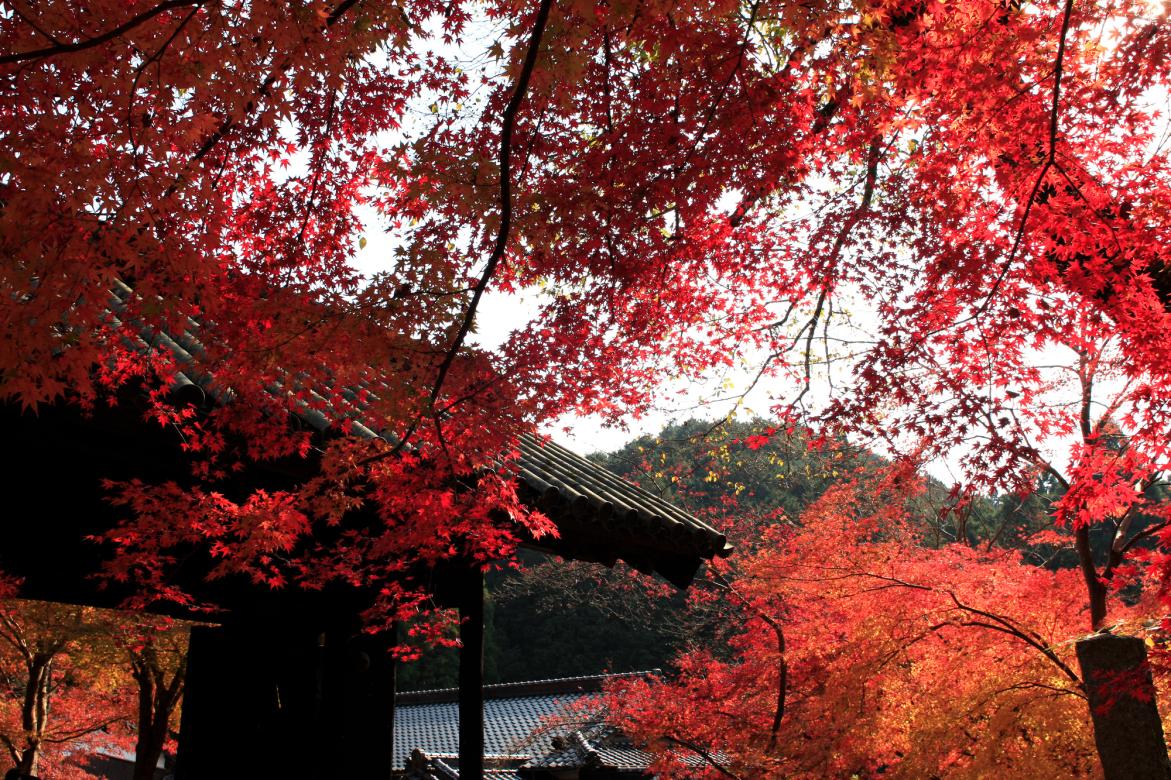 【2025】Your Guide to Fukuoka Prefecture's Best Fall Foliage Destinations ...