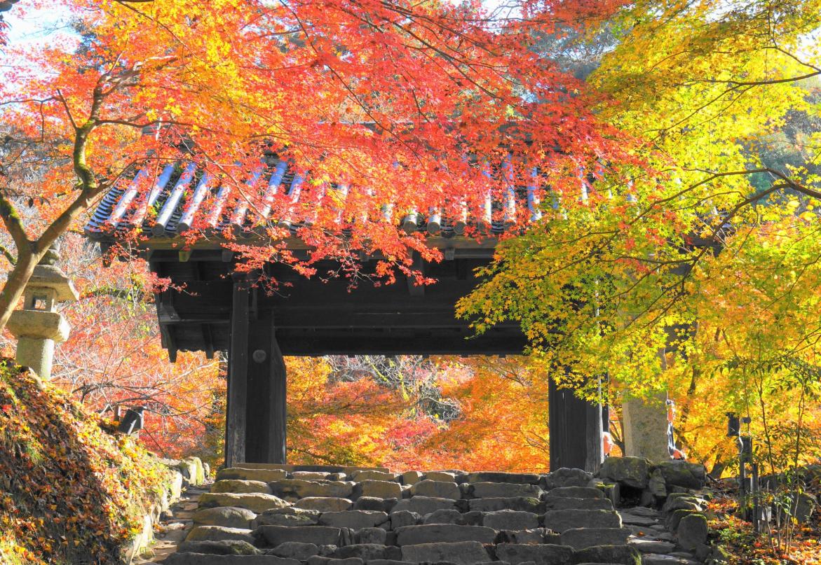 【2025】Your Guide to Fukuoka Prefecture's Best Fall Foliage Destinations ...
