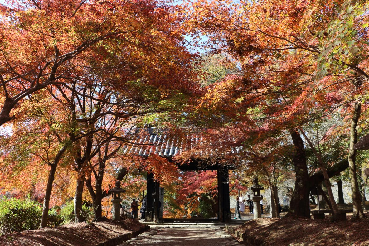 【2025】Your Guide to Fukuoka Prefecture's Best Fall Foliage Destinations ...