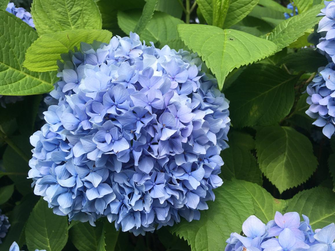 Four Seasons of Flowers in Fukuoka Prefecture | Highlights | VISIT ...
