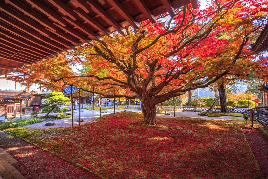 Four Seasons of Flowers in Fukuoka Prefecture | Highlights | VISIT ...