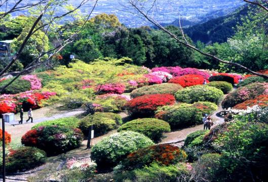 【2026】Wisteria and azalea spots in Fukuoka | Highlights | VISIT FUKUOKA ...