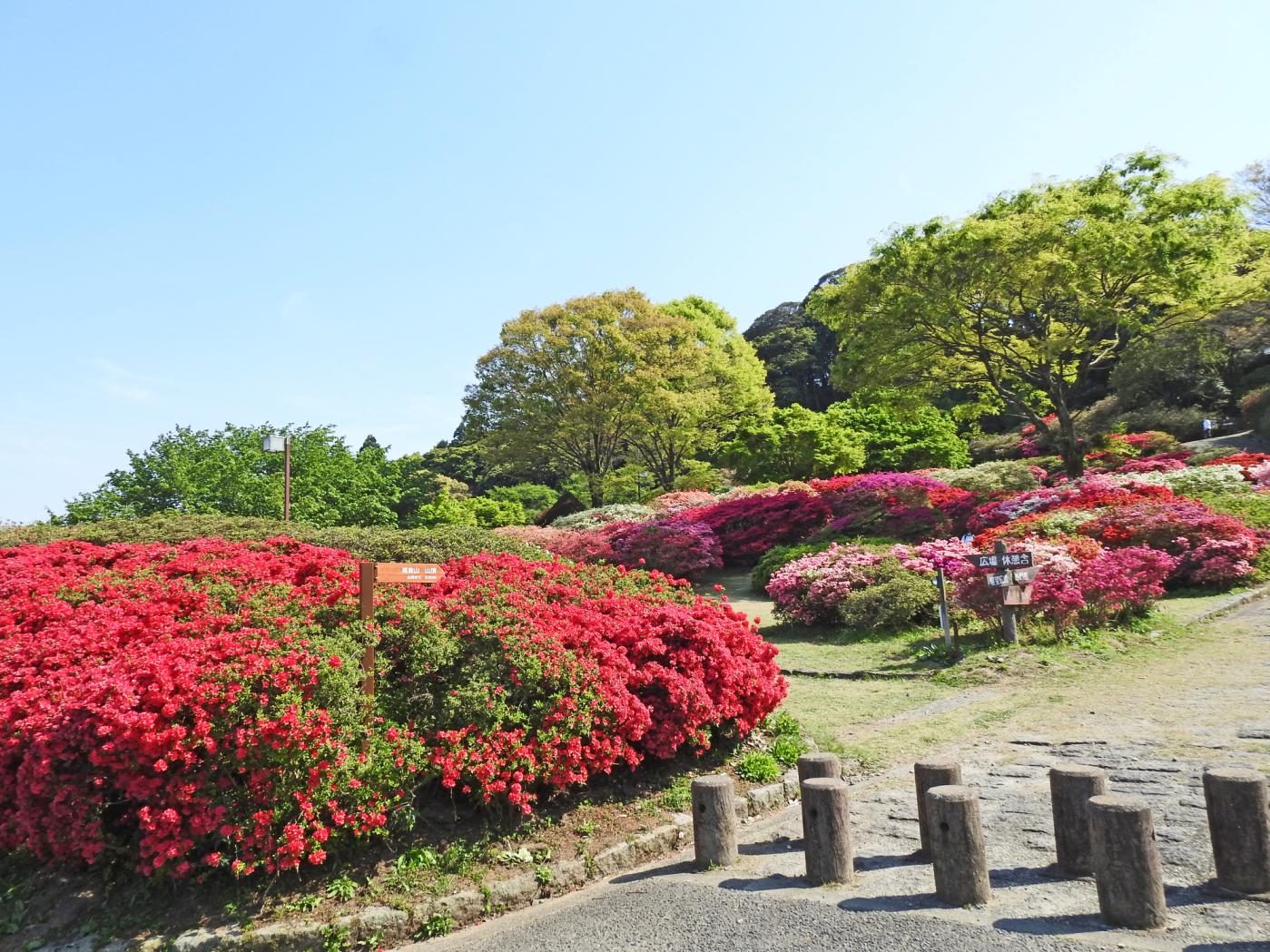【2026】Wisteria and azalea spots in Fukuoka | Highlights | VISIT FUKUOKA ...