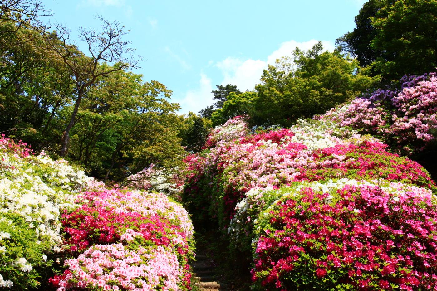 【2026】Wisteria and azalea spots in Fukuoka | Highlights | VISIT FUKUOKA ...