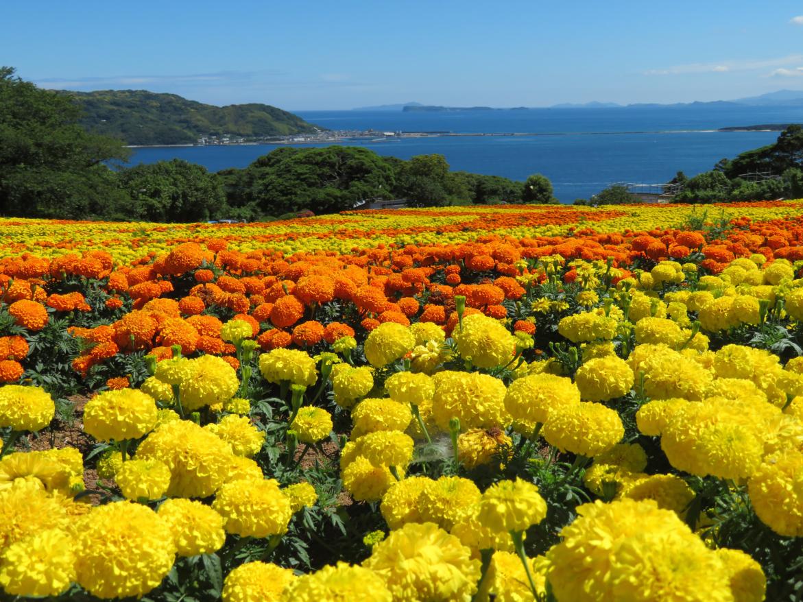 Nokonoshima Island Park | Experience | VISIT FUKUOKA -Fukuoka ...