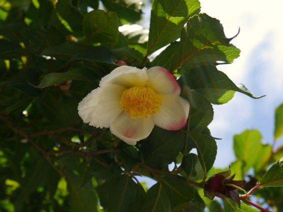 Beautiful frost-covered trees in winter at Mt. Hikosan | See & Do ...