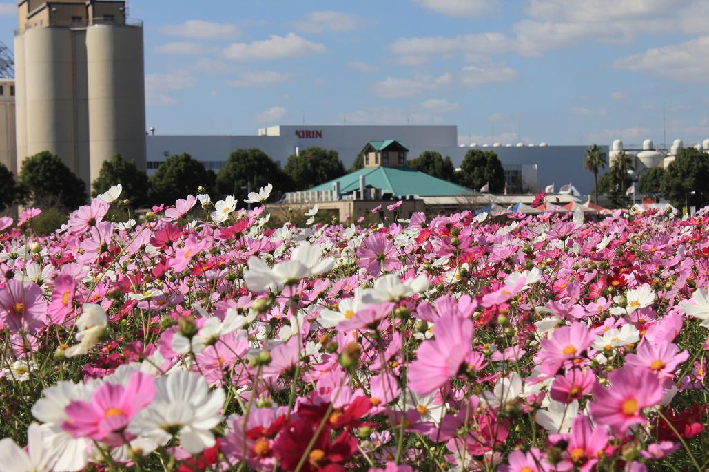 キリン花園のコスモス（キリンコスモスフェスタ） | イベント | 【公式】福岡県の観光/旅行情報サイト「クロスロードふくおか」