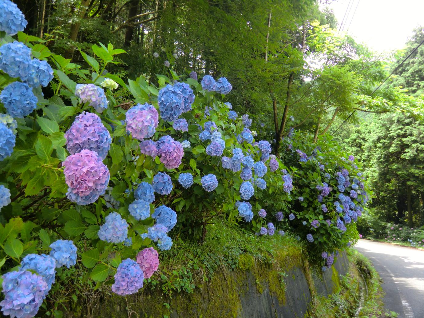 Nanzoin Temple | See & Do | VISIT FUKUOKA -Fukuoka Prefecture Official Travel Guide